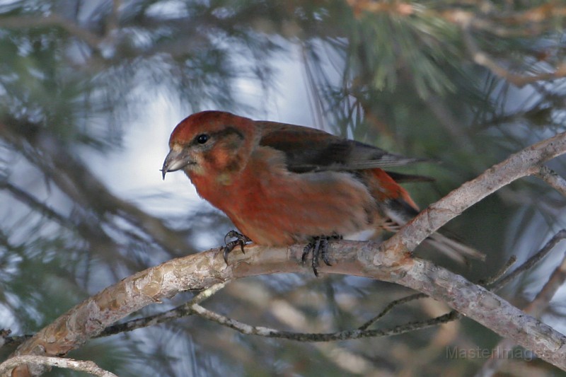 Birding at Silver Lake Bog | Visit Malone